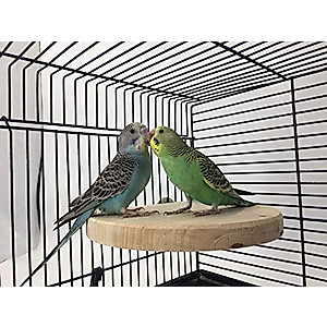 MINORPET Wood Perch Platform Stand for Small Animals Pet Cage Accessories Bird Parrot African Grey Parakeet Conure Cockatiel Budgie Gerbil Rat Mouse Chinchilla Hamster Exercise Toy