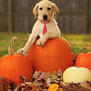 Segarty Dog Ties 30 PCS Dog Neckties, Adjustable Neck Ties and Bows for Medium Large Pets Festival Formal Bulk Pet Bowties Collar Grooming Accessories Holiday Birthday Wedding Costumes