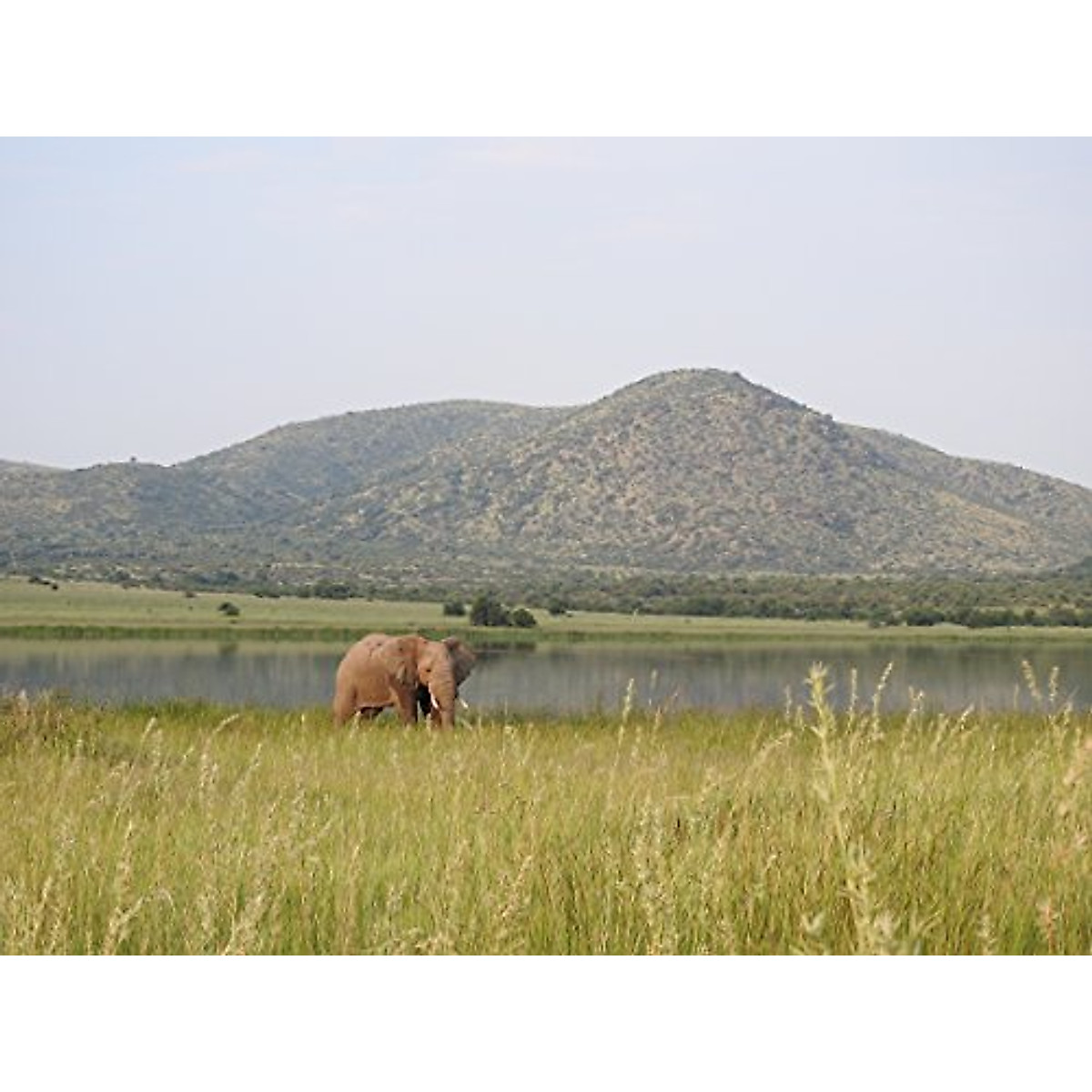 Nikon Coolpix P900 Super Zoom Camera - New