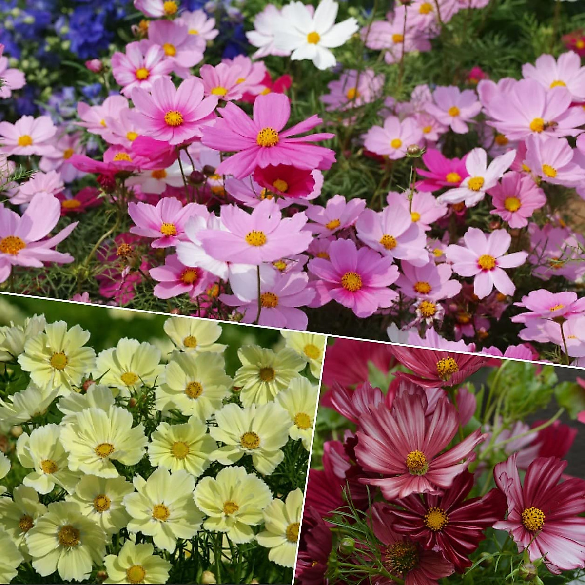 2000-Mixed Cosmos Seeds by NOTSWOH