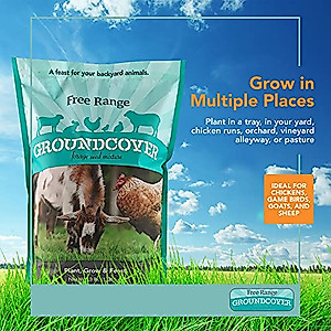Barenbrug Free Range GroundCover Forage Seed Mixture Ideal for Chickens, Game Birds, Goats, and Sheep, 3 lbs, Blue