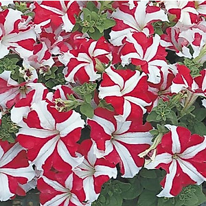 CHUXAY GARDEN 50 Seeds Red and White Star Petunia Seeds,Petunia Integrifolia,Violetflower Petunia, Petunia Violacea Rare Color Flowers Grows in Garden and pots High Germination Rate