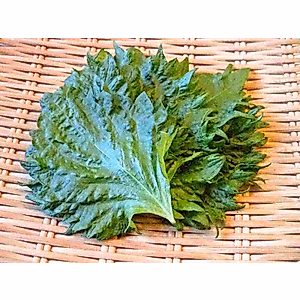 Gaea's Blessing Seeds - Green Shiso Seeds (Perilla), Heirloom Non-GMO Seeds with Easy to Follow Planting Instructions, Kaori Ao Shiso, Open-Pollinated, 94% Germination Rate