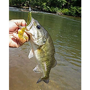 Yum Lures Grub Multi-Species Curly-Tail Swim-Bait Fishing Lure, White, 2" (18 Pack)