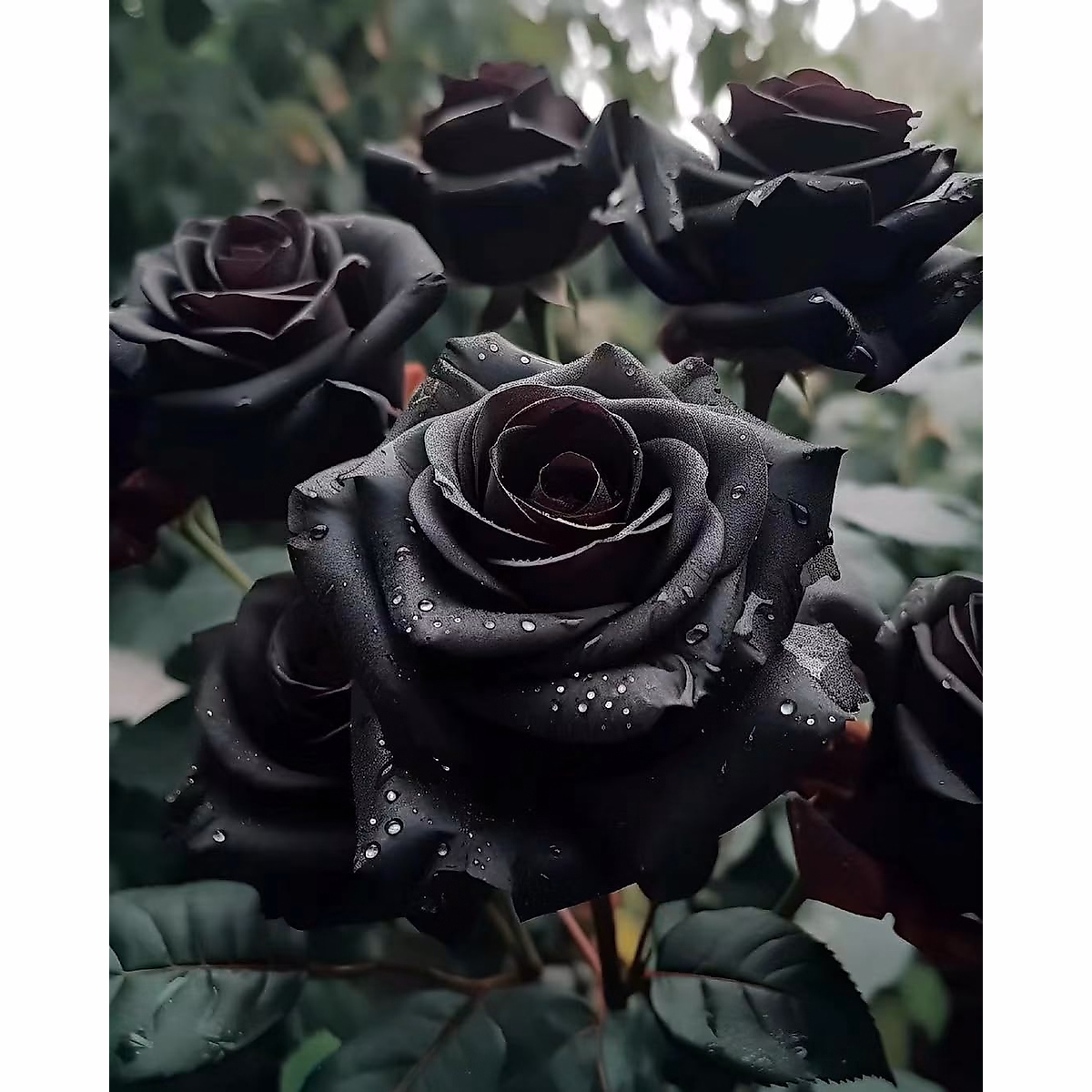 Rare Black Rose Seeds for Planting, Heirloom, No-GMO 200+ Beautiful Flower Seeds Home Garden Bonsai