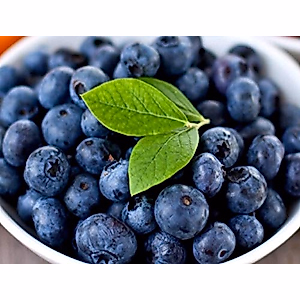 zellajake 50+Blueberries Seeds Heirloom Plants Berry Seeds Home Garden Bonsai