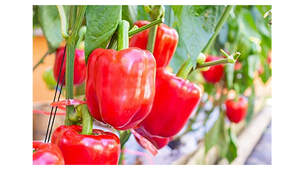Grow Big Red Bell Peppers - Non-GMO Heirloom Seeds for Home Gardens