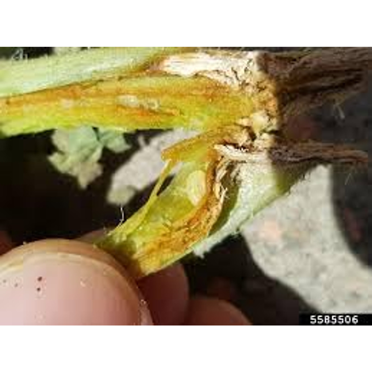 Pest Wizard Squash Vine Borer Trap Kit (2 Pack), Orange