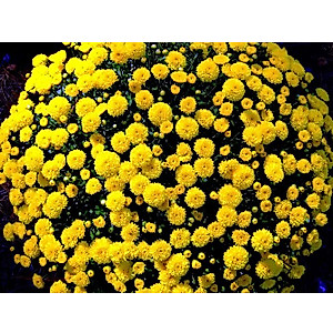 200 Mixed Color Chrysanthemum Seeds for Planting；Ground Cover Landscape