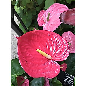 Nutricote. Timed Release Fertilizer. 18-6-8 180 Day. 2 Pounds. Orchids, Plants