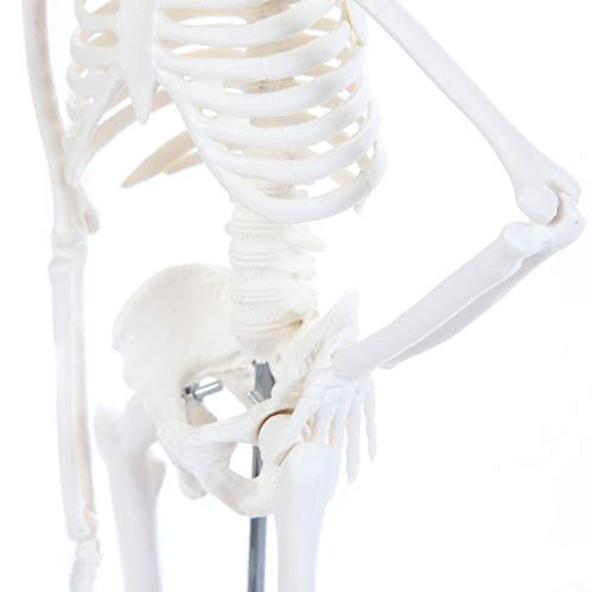 Anatomy Lab Human Skeleton Model, 19" Desktop Skeleton Has Movable Arms and Legs, Details Basic Human Skeletal System with Display Stand