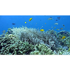 Ocean and Underwater DVD - Under And Above The Pacific Ocean - Fly Over Tropical Paradise - Row over Coral Reefs and Dive With The Turtles