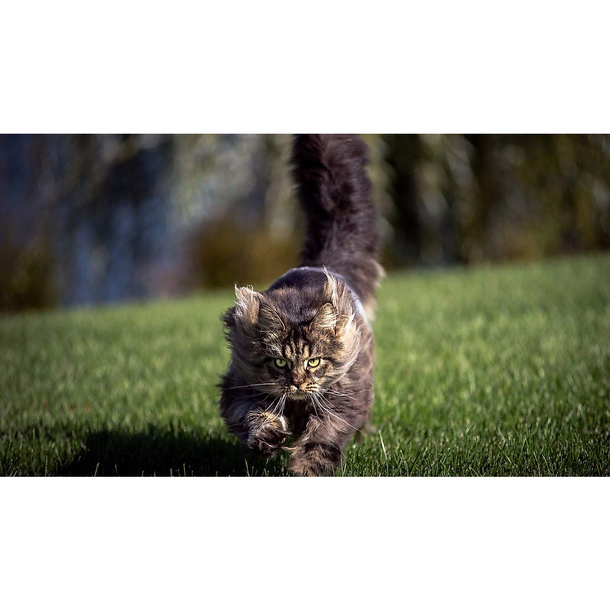 I LOVE MY PETS LLC Joint Health for Cats - CAT Hip and Joint Support - Best Strong Formula - cat Joint Care - 240 Treats (2 Bottles)