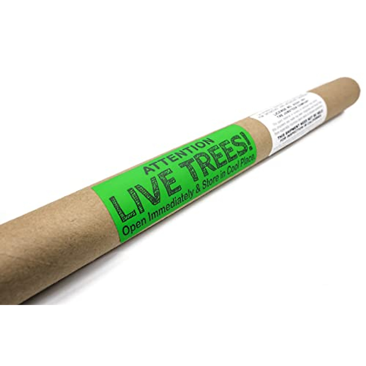 Giant Sequoia | Small Tree Seedling | The Jonsteen Company