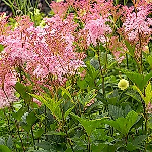 CHUXAY GARDEN Pink Filipendula Ulmaria-Meadowsweet,Mead Wort,Queen of The Meadow,Meadow-Wort,Meadow Queen,Dollof,Meadsweet,Bridewort 40 Seeds Lovely Flowers Great for Garden