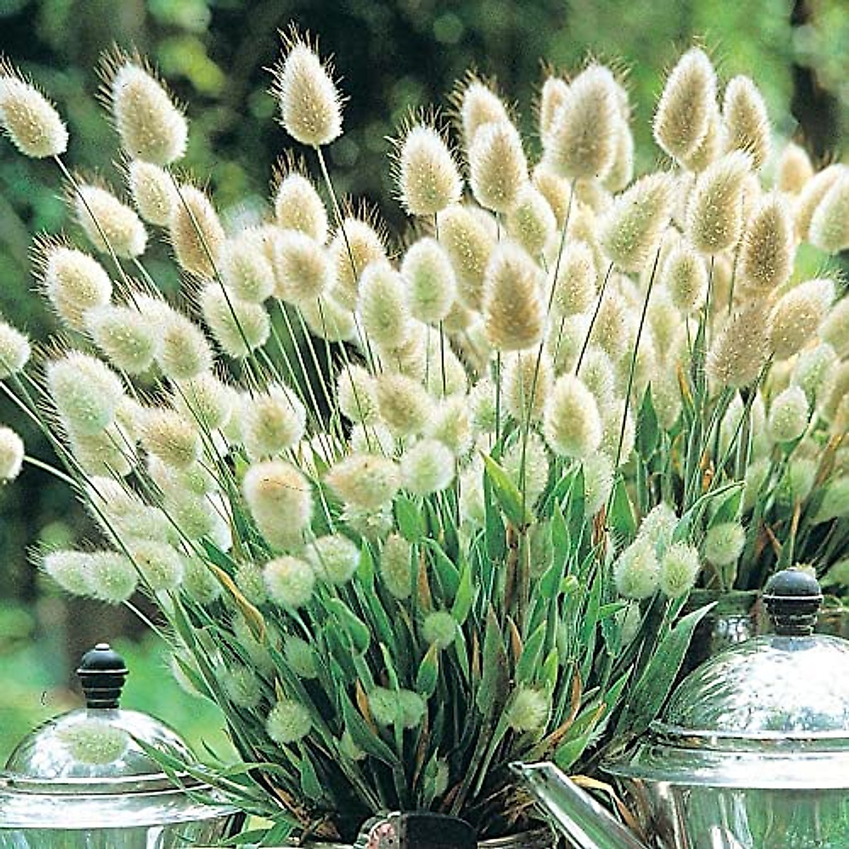 QAUZUY GARDEN 100 Bunny Tails Grass (Hares Tail) Seeds Ornamental Lagurus Ovatus Grass Hardy Drought-Tolerant Easy to Grow Low-Maintenance Great for Pot/Garden