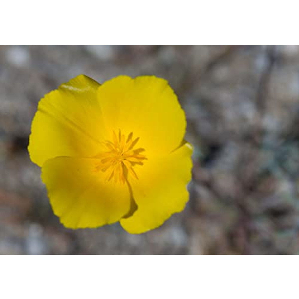 DesertUSA Desert Garden Seed Starter Kit