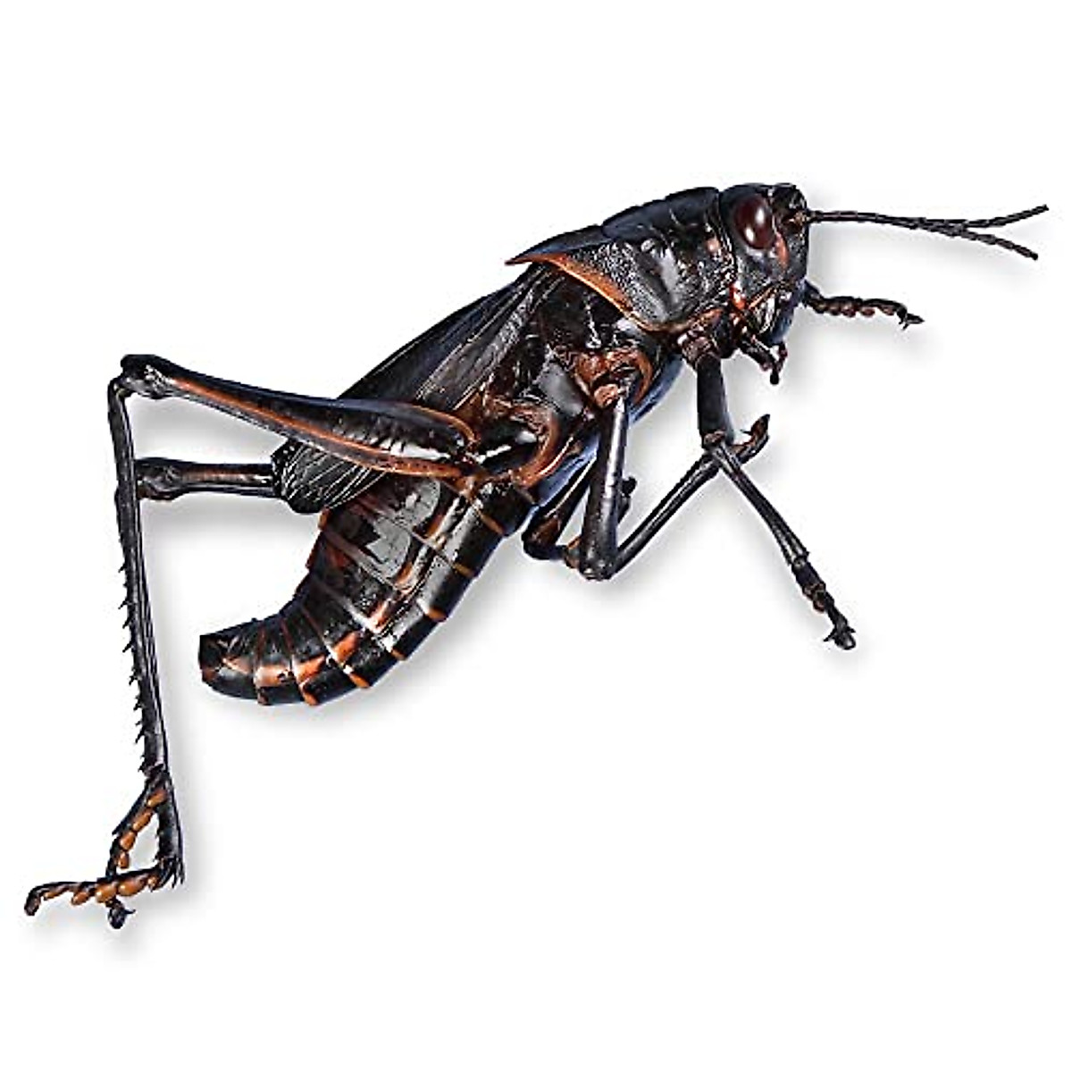 Carolina's Perfect Solution Grasshoppers, Plain, Jar of 10