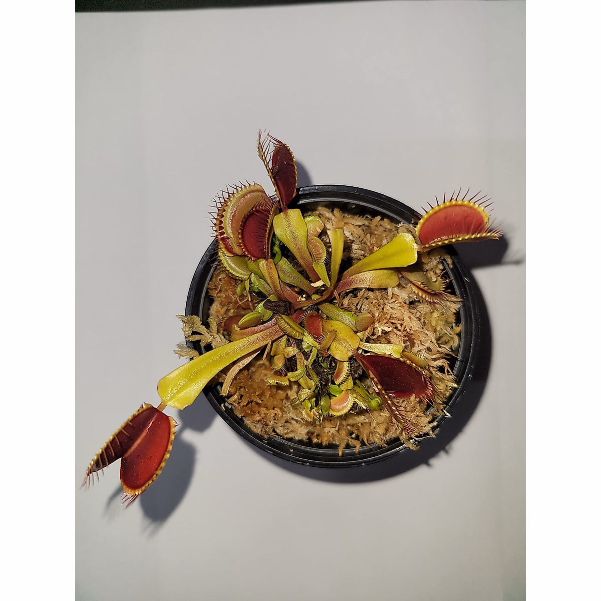 Large Sized Live 'Giant' Venus Flytrap (Fly Trap Carnivorous Plants) Dionaea 3 in pot