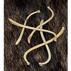 Three - Real Raccoon Penile Penis Baculum Bone Jumbo 4.5" - 5" (Three Pieces)