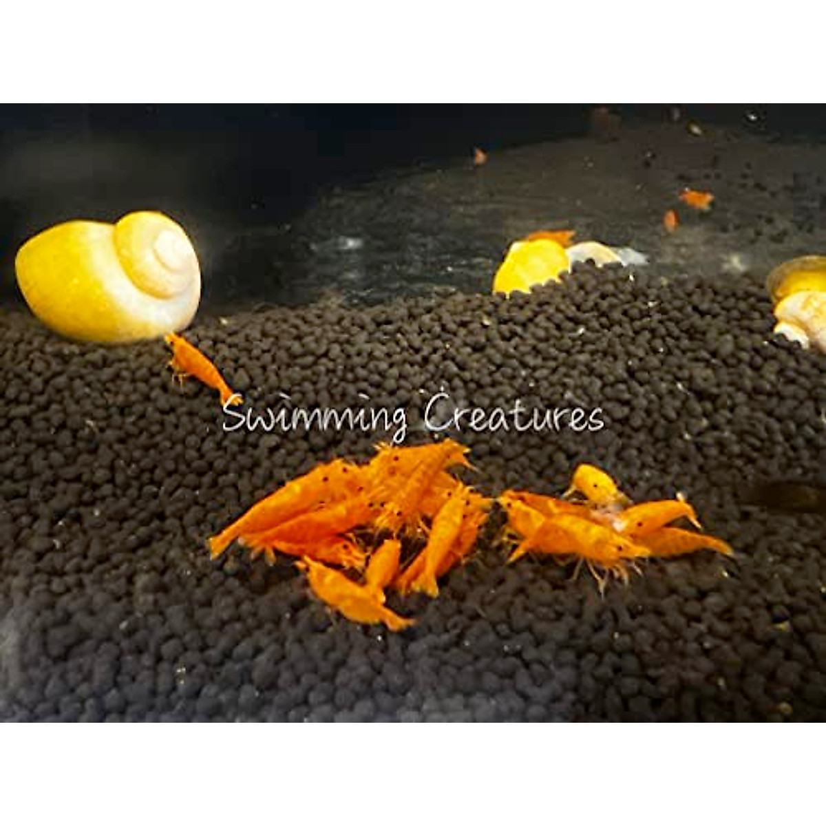 Swimming Creatures 10 Orange Sunkist Neocaridina Freshwater Aquarium Shrimp. Live Arrival Guarantee.