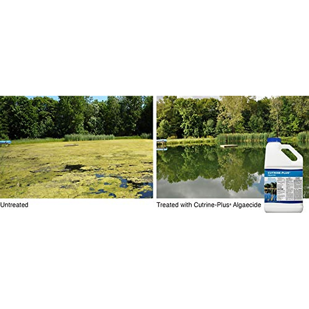 Cutrine-Plus Algaecide, 1 gal