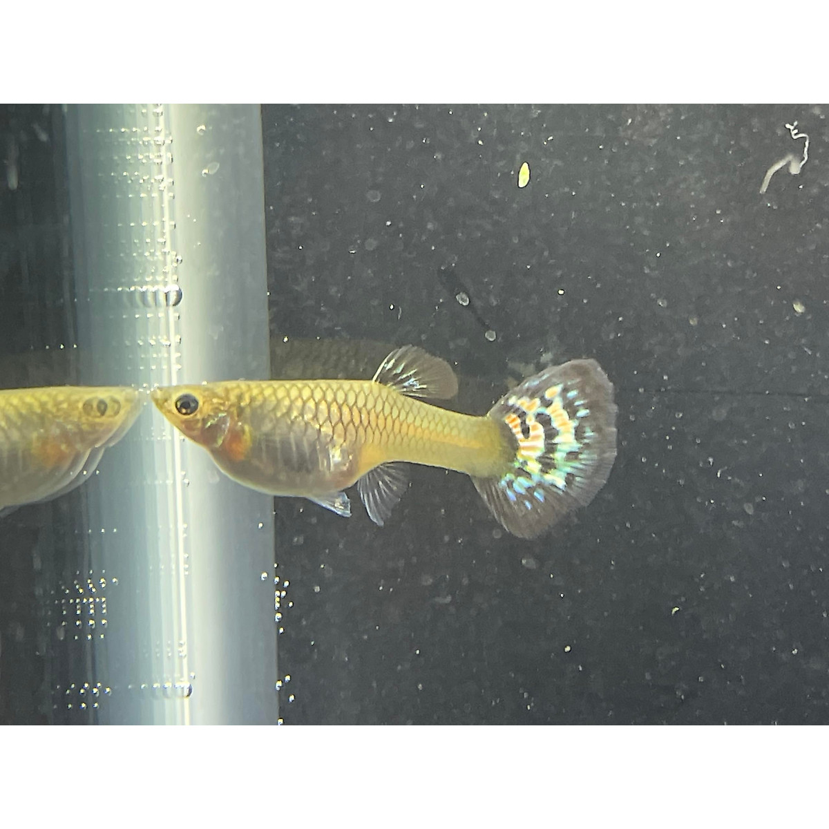 Live Guppies - Guppy Pair (2) Pack Assorted Color Live Aquarium Guppy Fish - 1 Male, 1 Female