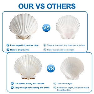 QEQEKAKA 6PCS Scallop Shells 4‘’-4.5" Natural Sea Shells White Hawaiian Scallop Shells for Baking DIY Craft Home Vase Fillers & Beach Wedding Party Decor