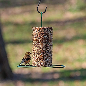 Birdie Blends Birdie Banquet Bugs, Nuts and Fruit Bird Seed 4" Cylinder for Wild Birds (2-Pack)