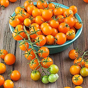 Sun Gold Hybrid Tomato Seeds (40 Seed Pack)