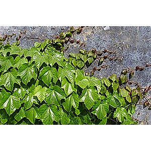 100+ Ivy Vine Liana Seeds Green Vines Climbing Beautiful Ground-Creeping Plants Bonsai Home