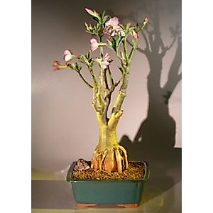 Bonsai Boy's Flowering Desert Rose Bonsai Tree Adenium Obesum