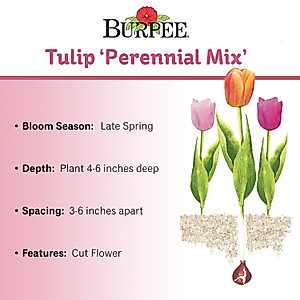 Burpee Perennial Tulip Mix | 20 Large Flowering Fall Bulbs for Planting, Multiple Colors