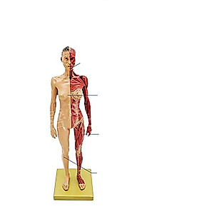 Human Body Musculoskeletal Anatomical Model for Study and Teaching (30CM1)