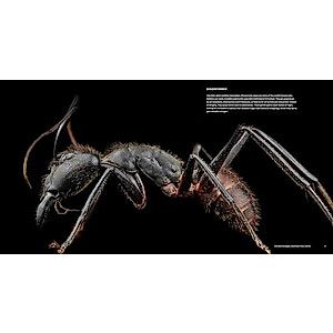 Ants: Workers of the World