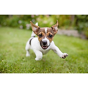 PET SUPPLEMENTS Joint Care for Dogs - Healthy Hip and Joint - for Dogs - Powerful Formula - CHEWABLE - Dog glucosamine Soft - 1 Bottle (120 Tablets)