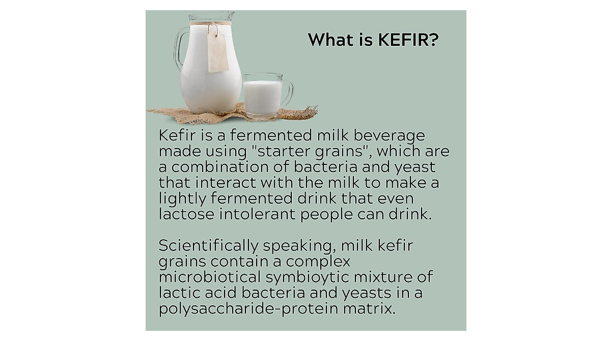 Milk Kefir Grains with Turkish Strain | Healthy Live Probiotics