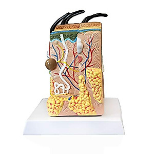 Vision Scientific VAK425 Skin Model | 70x Enlarged | 3 Dimensions | Numbered and Labelled with Key Card