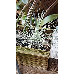 The Drunken Gnome AIR Plants – FUCSHII – 5 Pack - air Purifying Flowering Tillandsia for Terrarium, Fairy Garden Starter kit, Home Office, Indoor Outdoor, Corporate Gift (5 Pack)