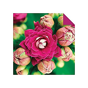 Origami Paper 500 sheets Succulents 6" (15 cm): Tuttle Origami Paper: Double-Sided Origami Sheets with 12 Different Photographs (Instructions for 6 Projects Included)