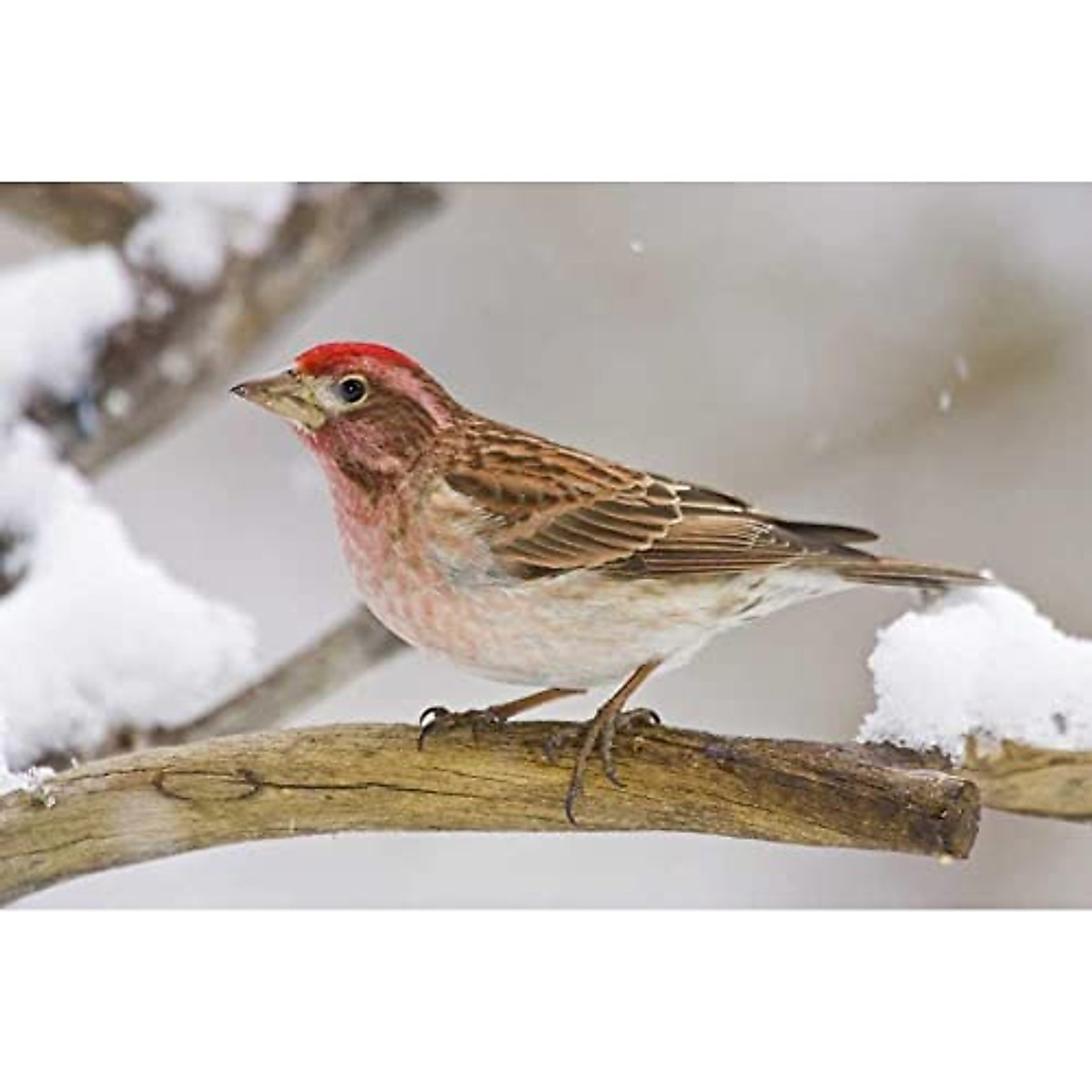 ArtDirect CO, Frisco Cassins Finch Perched on Branch 18x13 Black Modern Wood Framed with Double Matting Museum Art Print by Lord, Fred