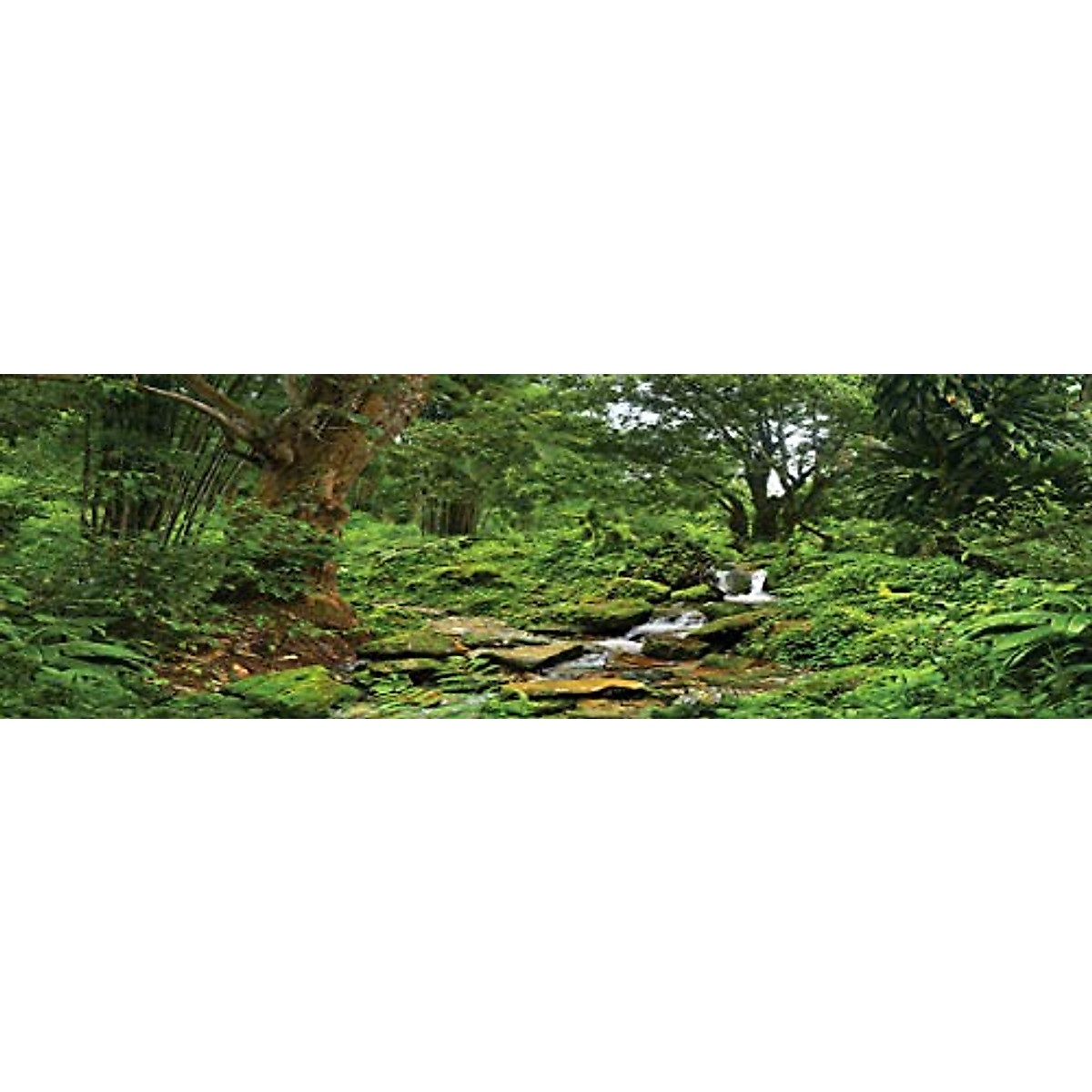 Reptile Habitat Background; Rain Forest with Stream, for Bio Deep 36Lx18Wx36H Terrarium, 3-Sided Wraparound