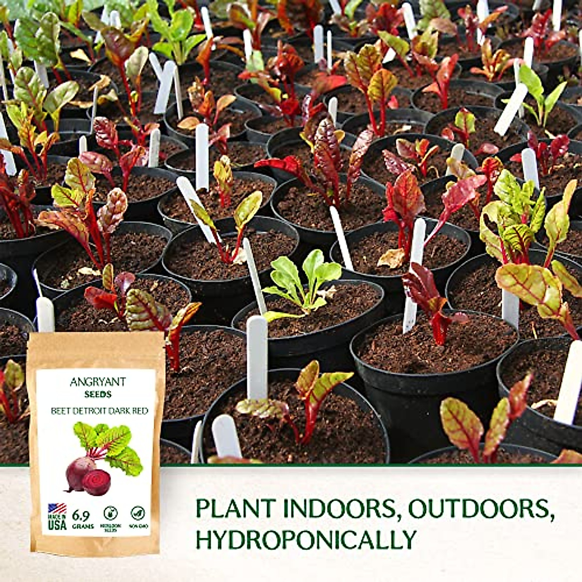 Heirloom Detroit Dark Red Beet Seeds for Planting - 1,200+ Non-GMO Seeds - 100% USA Grown - Suitable for Indoors and Outdoors Home Vegetable Garden - Easy to Grow Sweet Beets with Deep Crimson Flesh