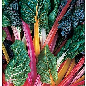David's Garden Seeds Swiss Chard Bright Lights 7533 (Multi) 200 Non-GMO, Heirloom Seeds