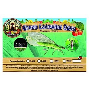 Nature's Good Guys Green Lacewing 1,000 Eggs - Ready To Use - Slow Release Hanging Bag