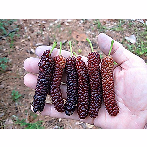 Pakistan Long Mulberry Tree - Morus Macroura Long Mulberry - Live Plant Not Dwarf