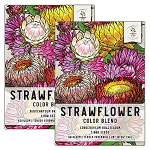 Seed Needs, Mixed Strawflower Seeds for Planting (Xerochrysum bracteatum) Heirloom & Open Pollinated, Attracts Pollinators (2 Packs)