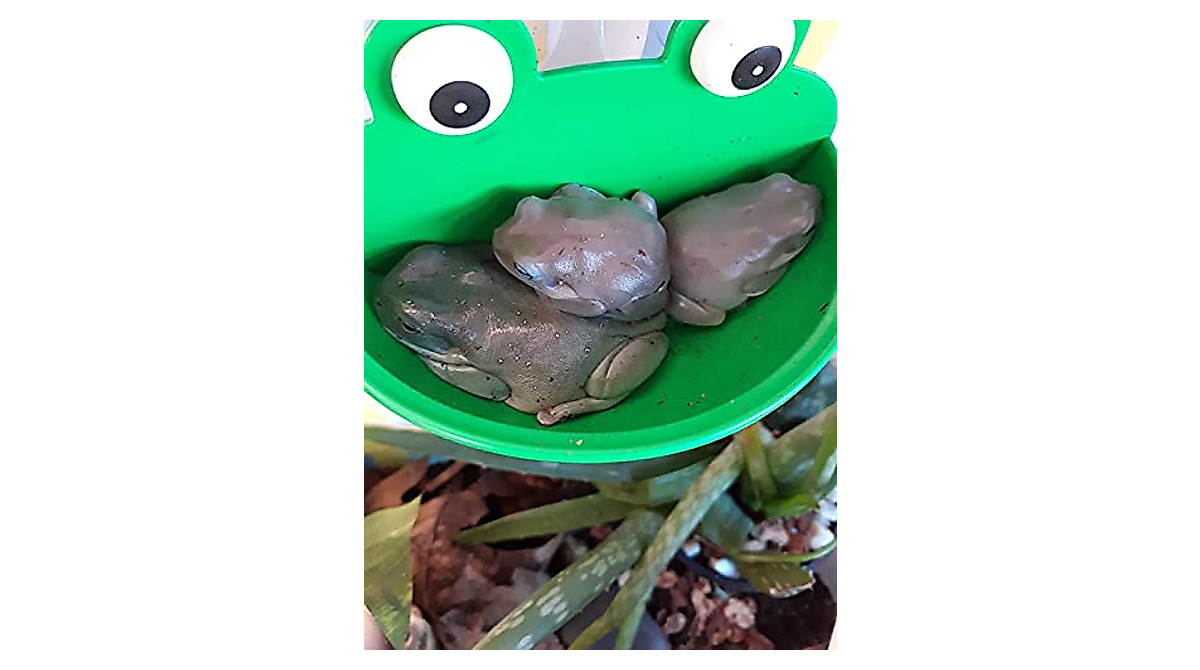 Frog Habitat with Suction Cups for Small Amphibians