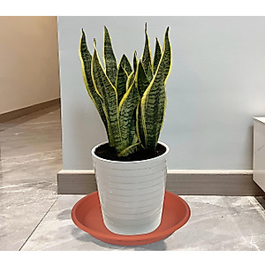 SAUCERHOME 5 Packs Plant Saucer Pot Tray 6 8 10 12 14 16 19 20 Inch Plastic Flower Planter Saucers and Drip Trays for Indoors Outdoors, Heavy Durable Plant Plate Water Catcher (6 Inch Terracotta)