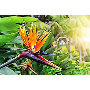 Orange Bird of Paradise Flower Seeds - 5 Seeds to Grow - Great Indoor Tropical Plant or Bonsai - Strelitzia Reginae